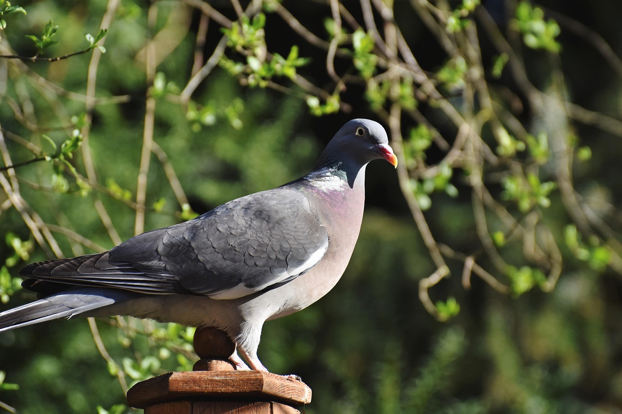 20,000+ Free Wood Pigeon & Nature Images - Pixabay