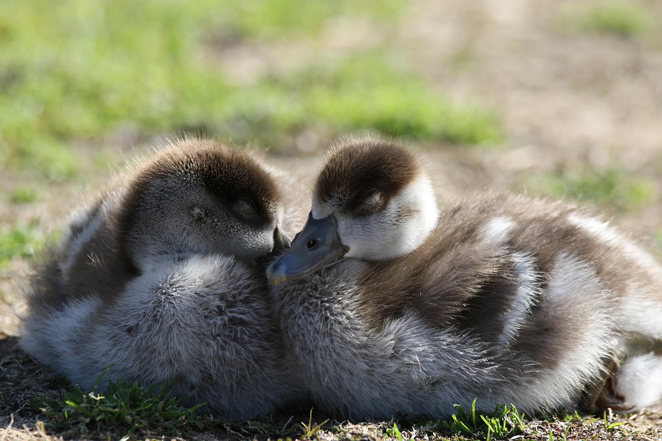 Birds Geese Goslings - Free photo on Pixabay