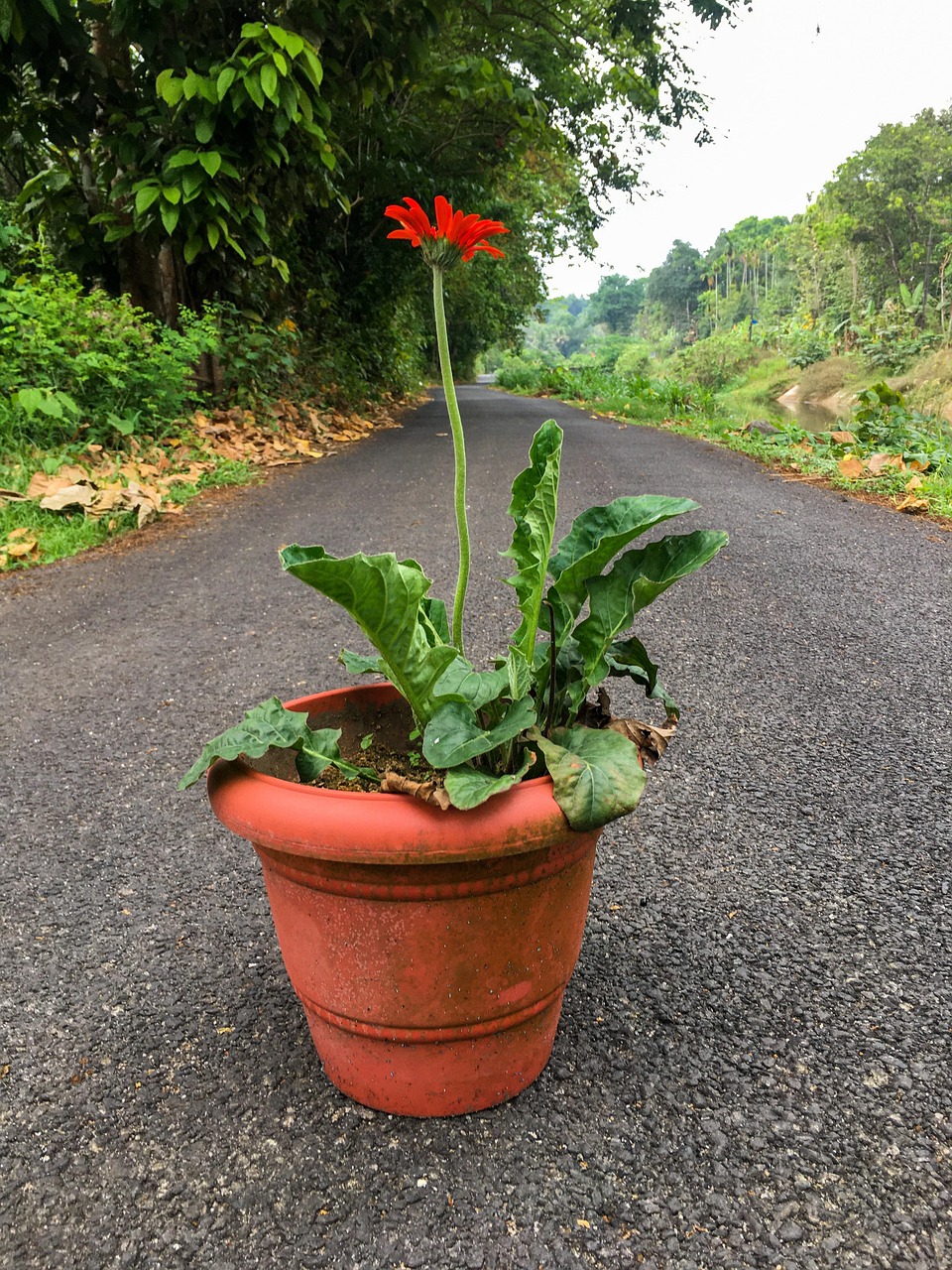 Jerbera Flower Beautiful - Free photo on Pixabay