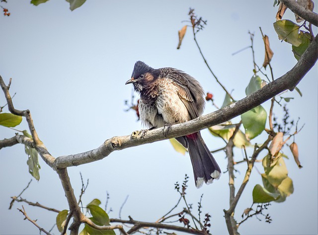 Bulbul Bird Animal - Free photo on Pixabay - Pixabay