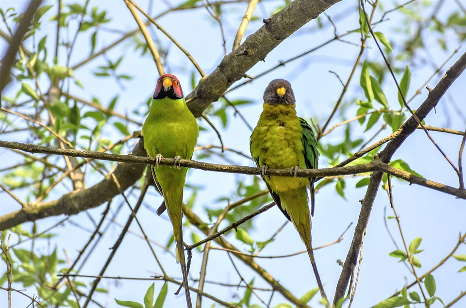 Parrot Birds Couple - Free photo on Pixabay