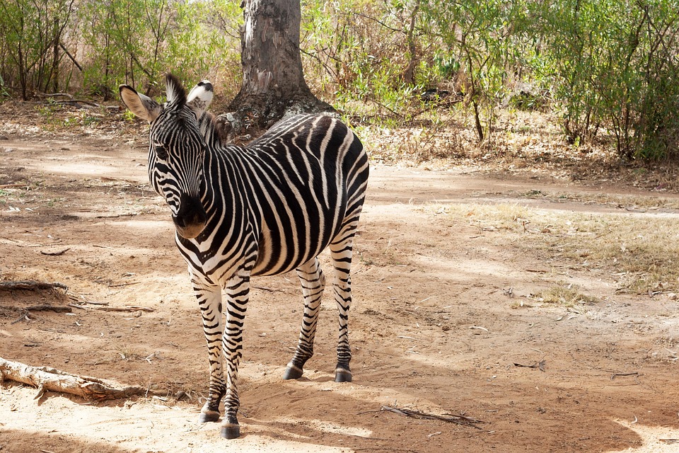 Burchell'S Zebra Wildlife - Free photo on Pixabay