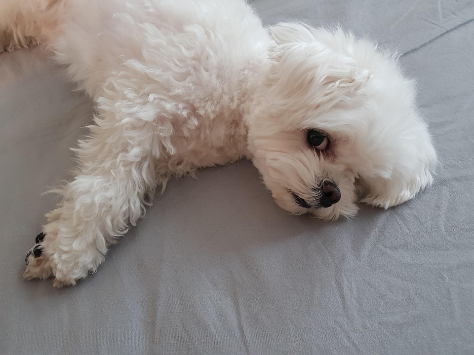 Animal Maltese Dog - Free photo on Pixabay