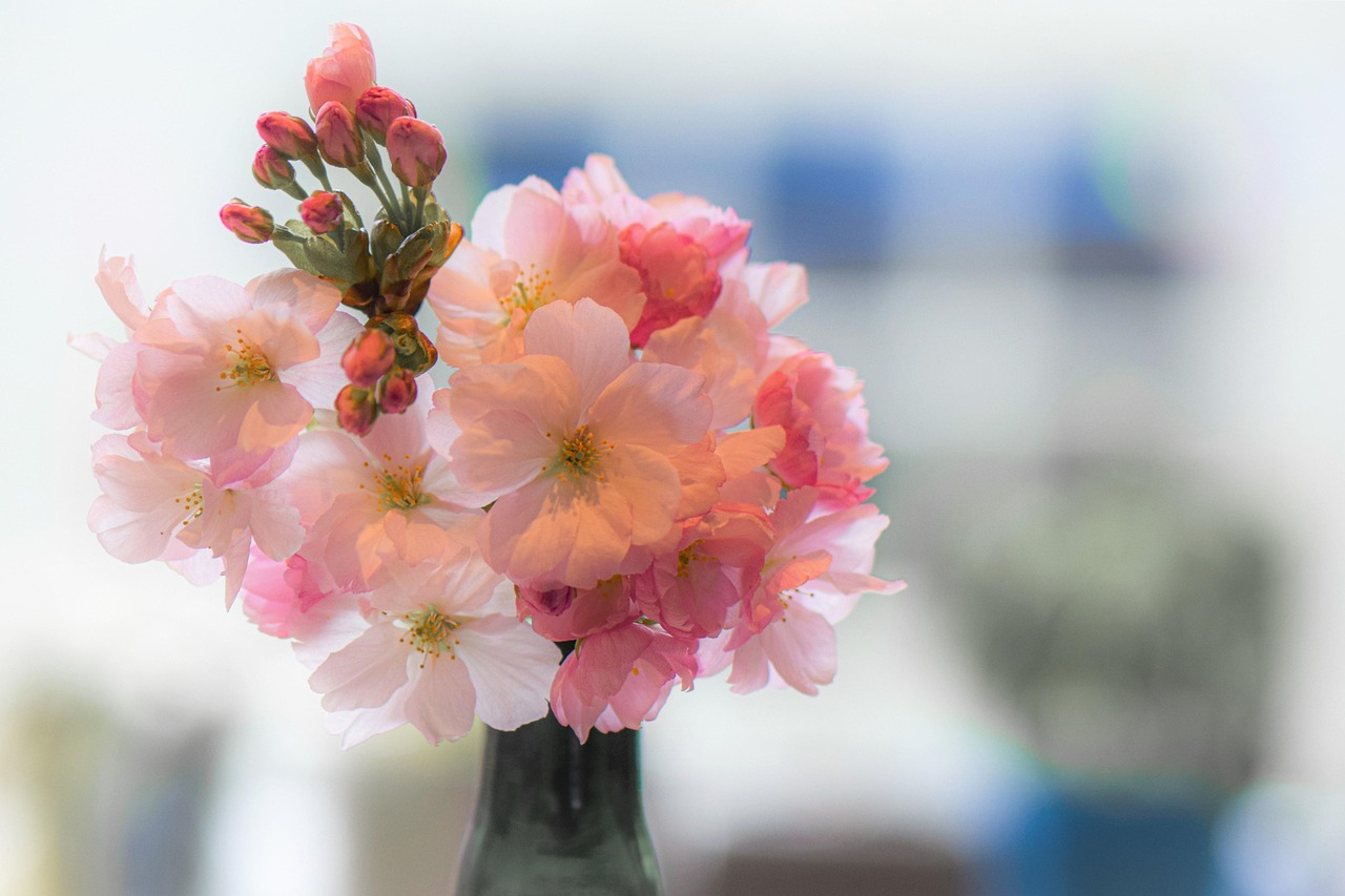 Flores De Cerezo - Foto gratis en Pixabay - Pixabay