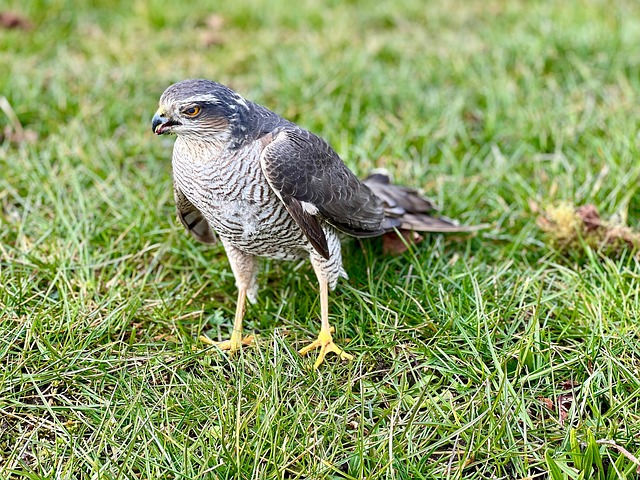Pacsirta Accipiter Nisus Raptor - Ingyenes fotó a Pixabay-en - Pixabay