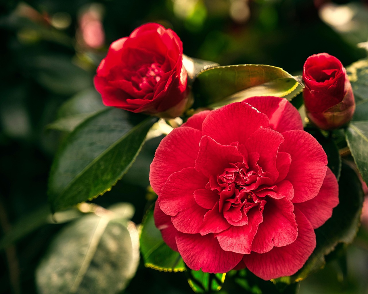 Plus de 800 images de Camelia et de Camélia - Pixabay