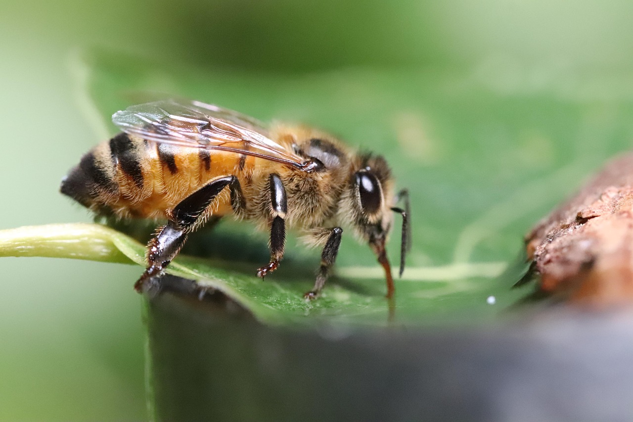 Pxclimate Protection Bee Insect - Free photo on Pixabay