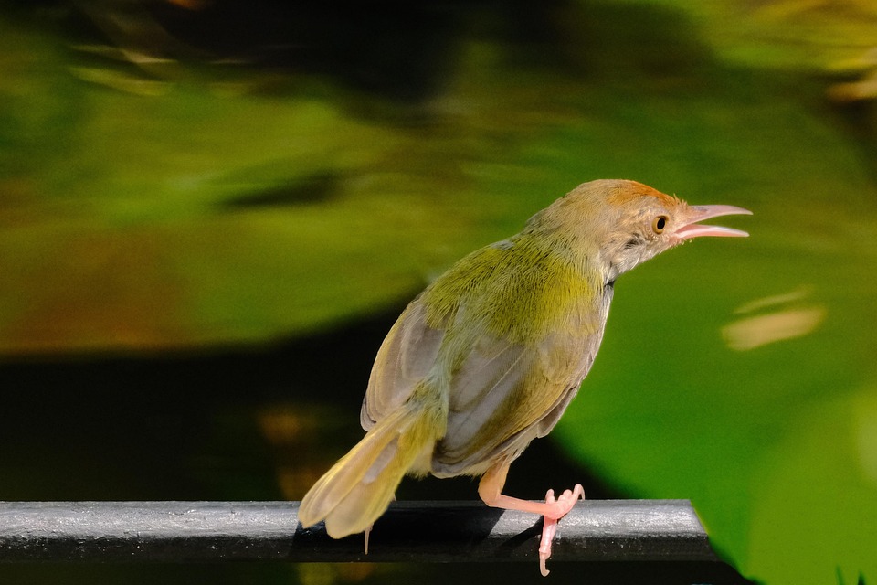 Bird Fauna Avian Wild - Free photo on Pixabay
