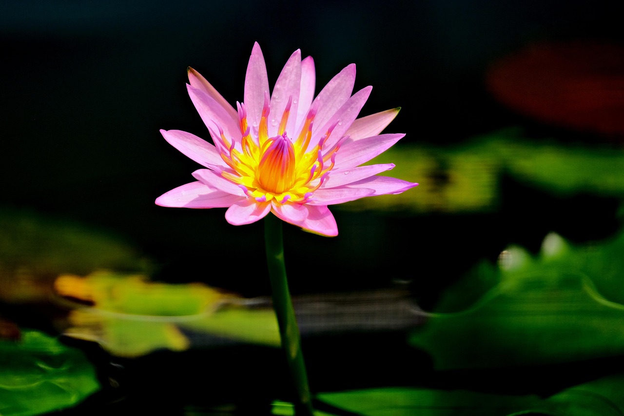 Flor Nenúfar Flora - Foto gratuita no Pixabay - Pixabay