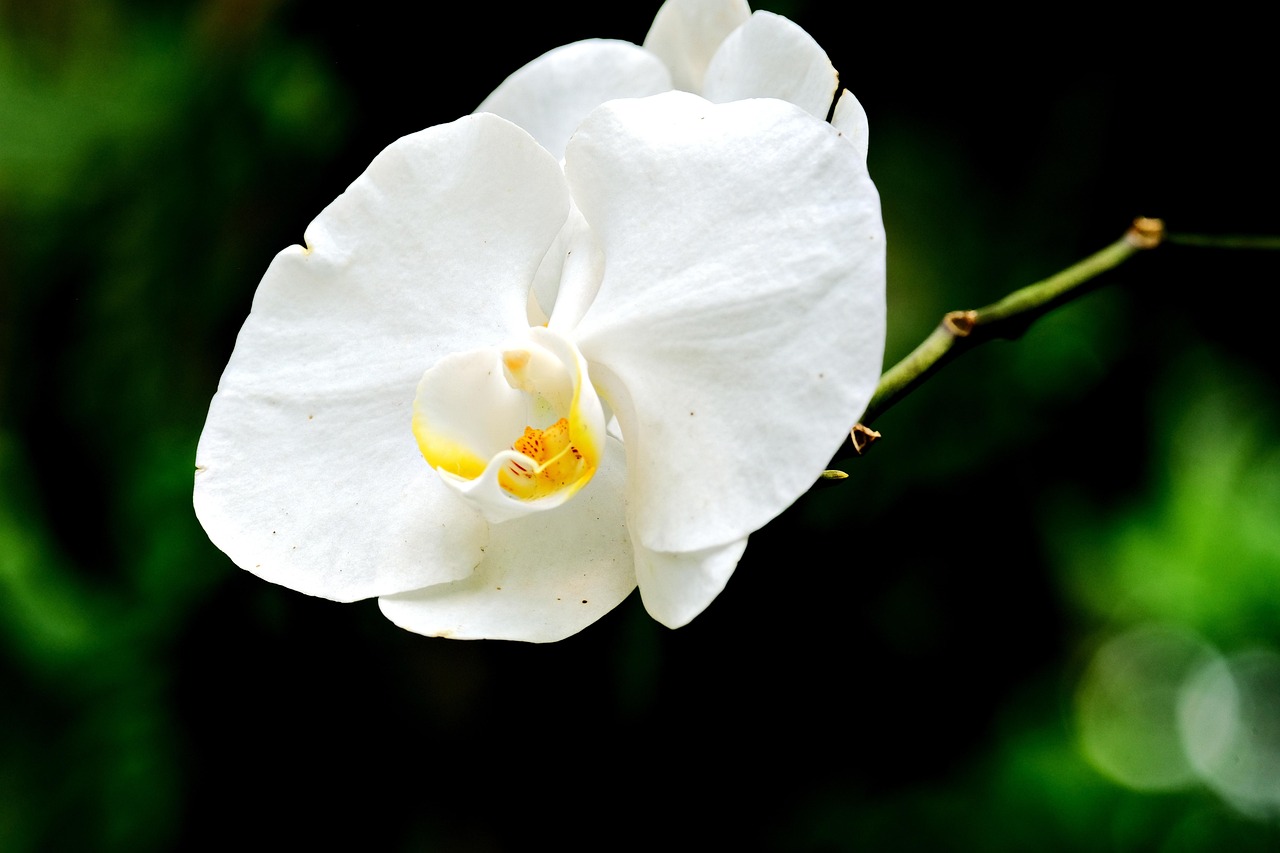 Fleur Orchidée Flore - Photo gratuite sur Pixabay - Pixabay