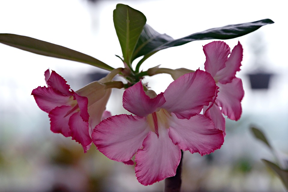Flower Petals Adenium - Free photo on Pixabay