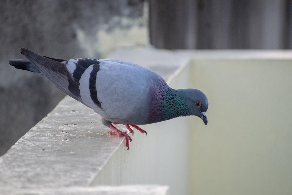 Bird Ornithology Pigeon Rock - Free photo on Pixabay - Pixabay