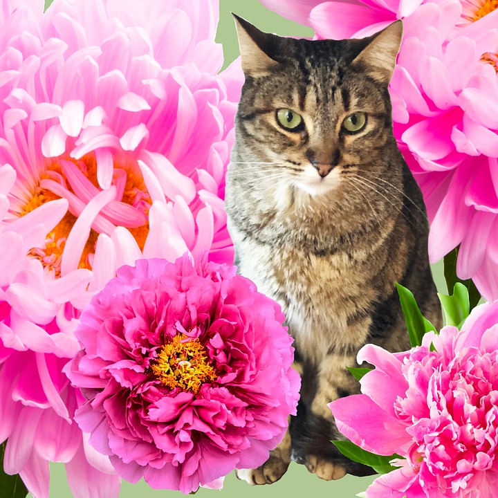Cat Pivoines Chat Et Fleurs - Photo gratuite sur Pixabay