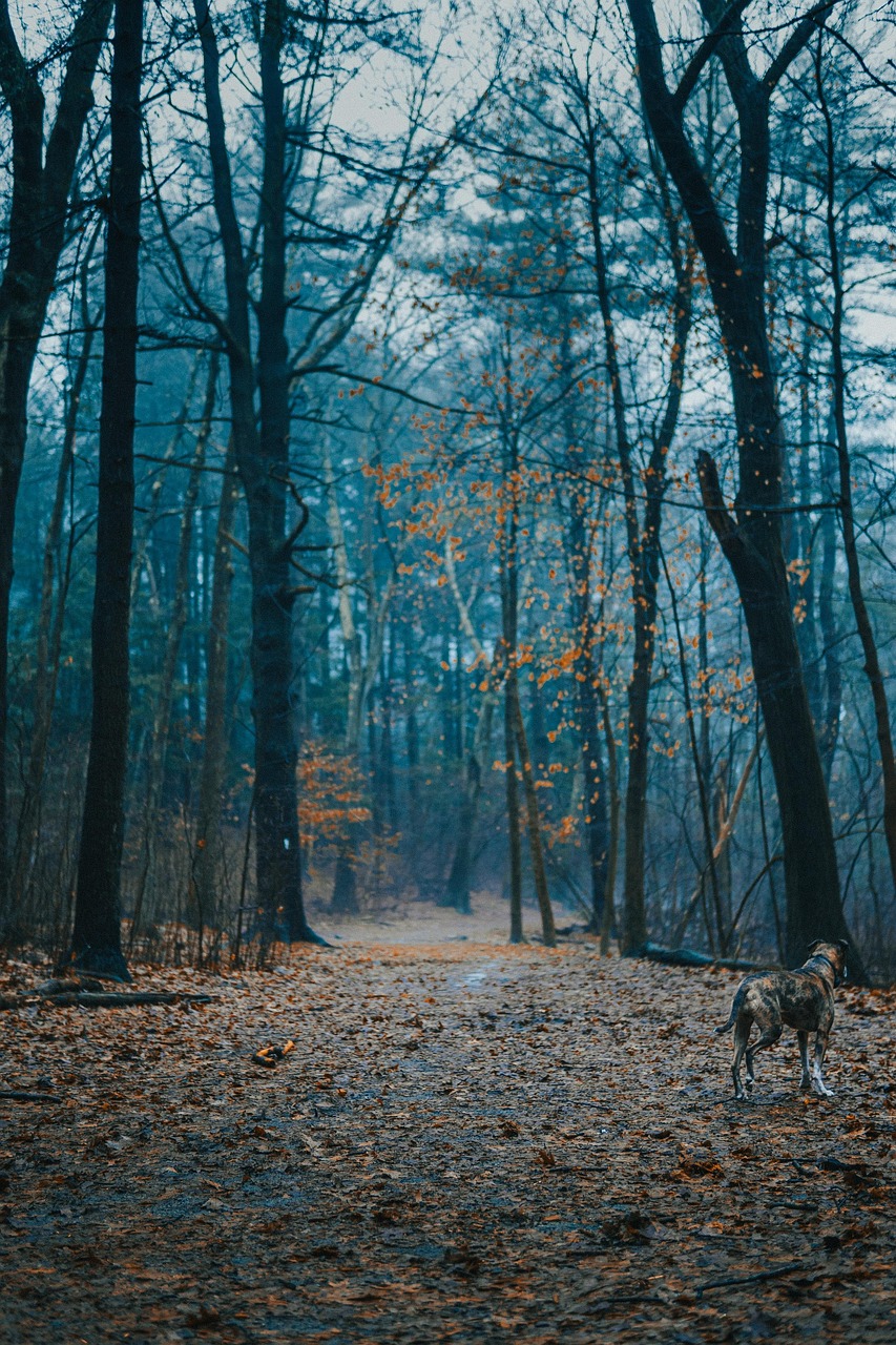 Dog Forest Path - Free photo on Pixabay - Pixabay