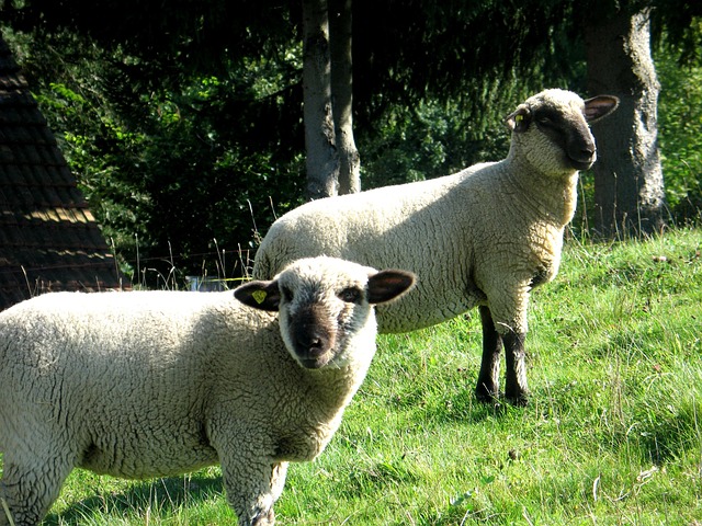 Le Mouton Nature Prairie - Photo gratuite sur Pixabay - Pixabay
