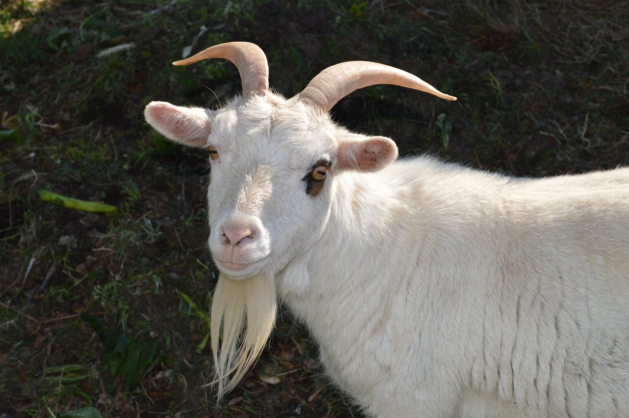 Goat Animal Mammal - Free photo on Pixabay