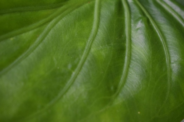Feuille Texture Vert - Photo gratuite sur Pixabay - Pixabay