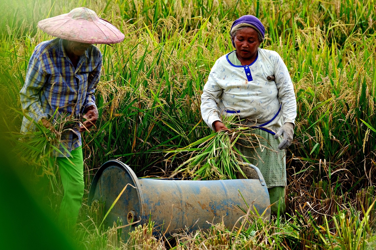 90+ Gambar Panen Padi & Sawah Gratis - Pixabay