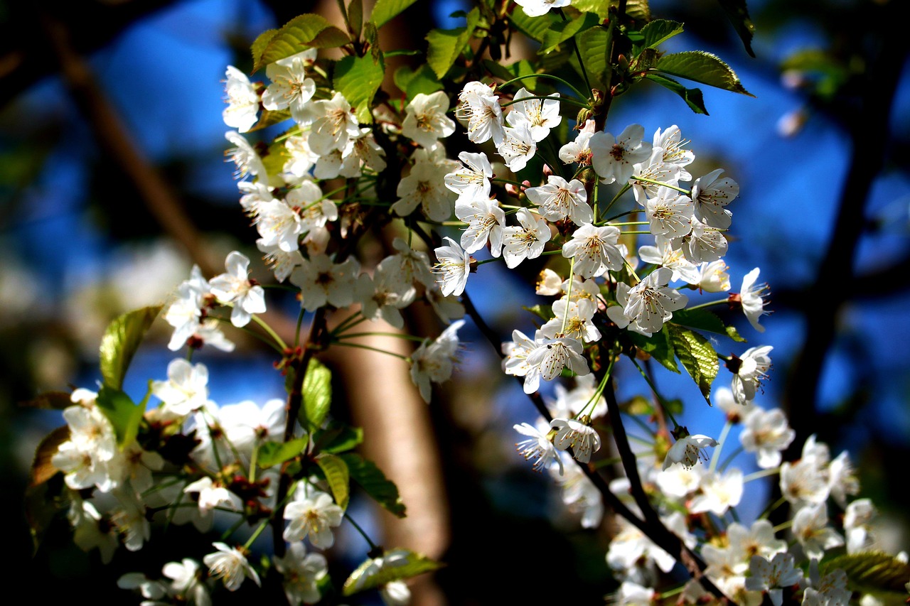 Flores Primavera De Cerezo - Foto gratis en Pixabay - Pixabay