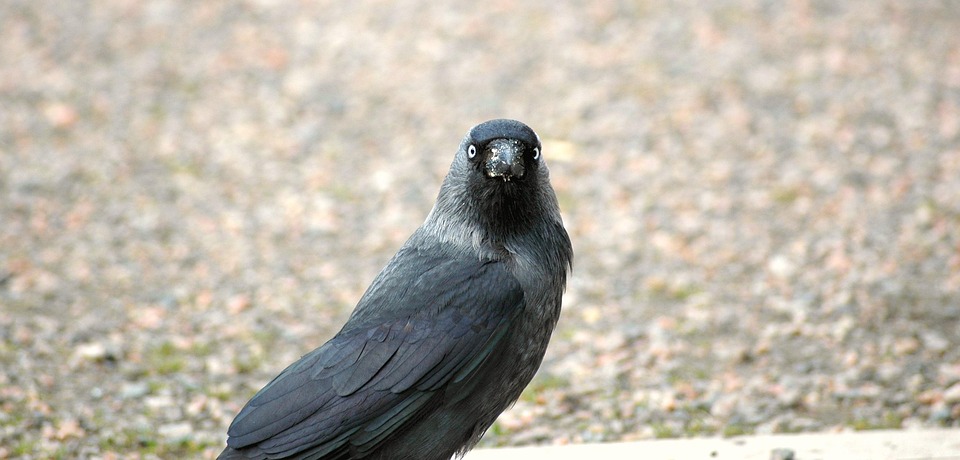Bird Jackdaw Ornithology - Free photo on Pixabay
