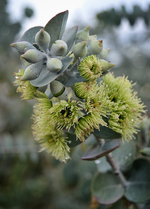 Book-Leaf Mallee Eucalyptus - Free photo on Pixabay