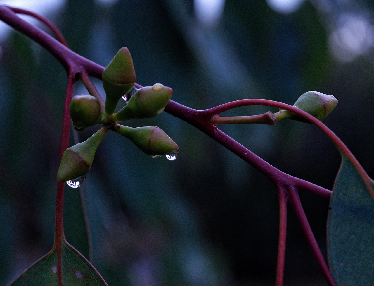 Eucalyptus Branch Raindrops - Free photo on Pixabay - Pixabay