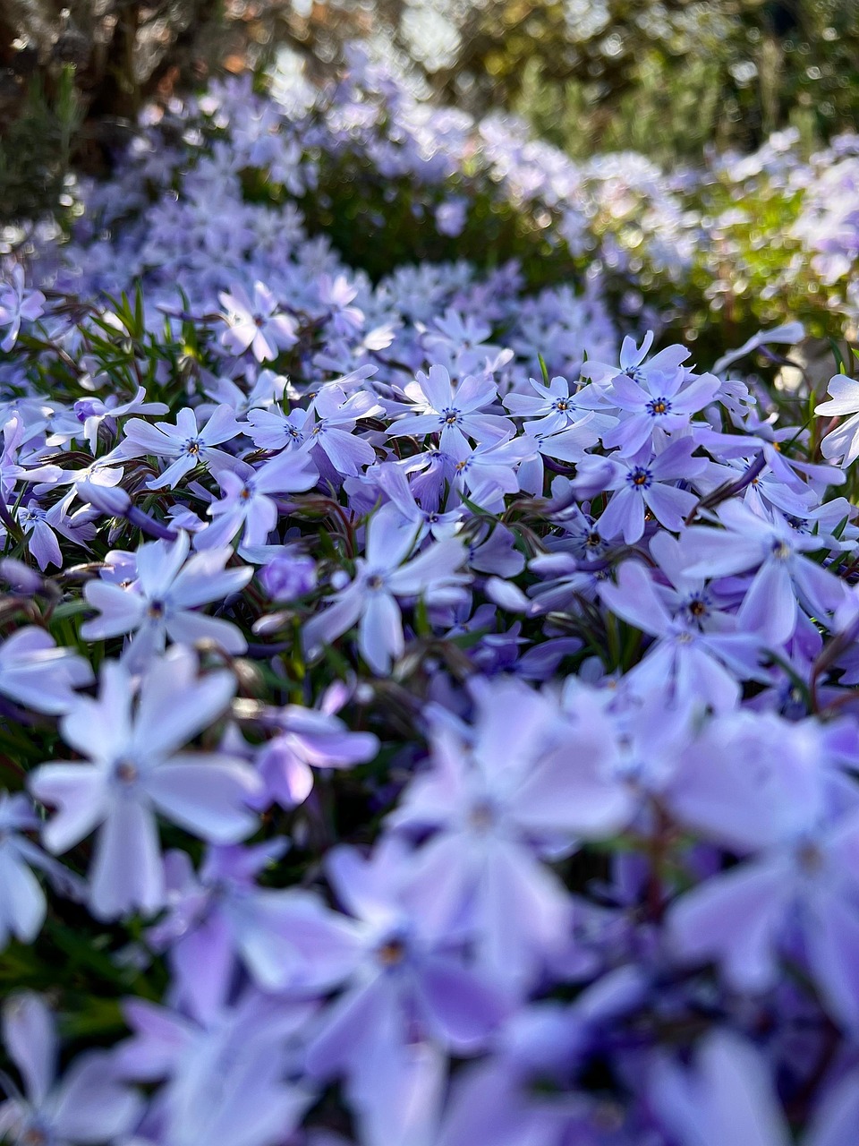 Flowers Phlox Garden - Free photo on Pixabay