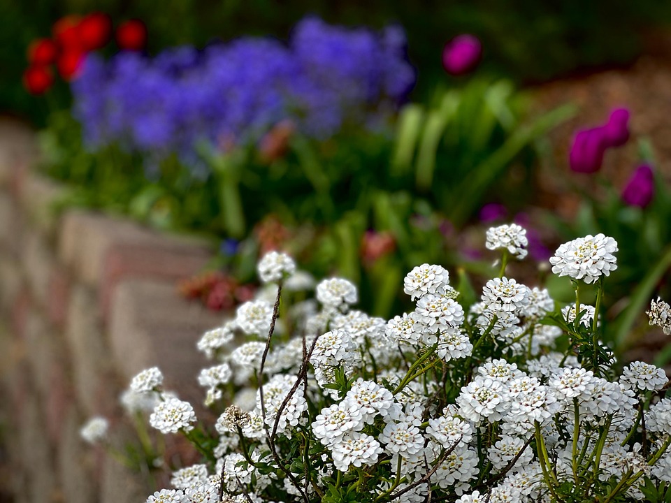 Candytufts Iberis White Flowers - Free photo on Pixabay