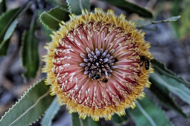 バンクシア 受粉 蜂 - Pixabayの無料写真 - Pixabay
