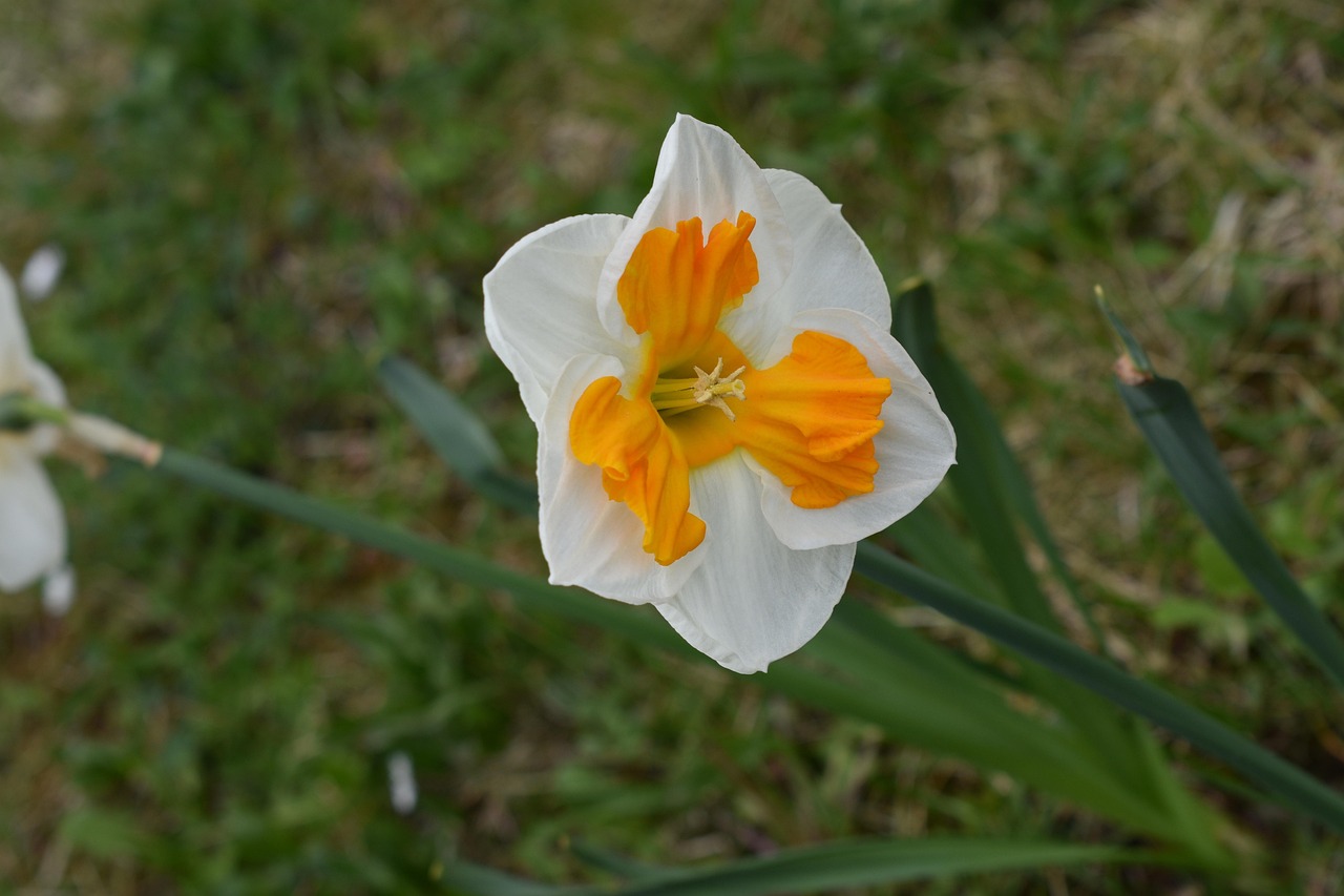 Narcisse Fleur Nature - Photo gratuite sur Pixabay - Pixabay