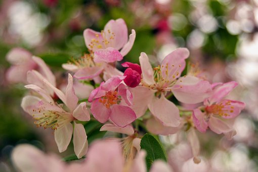 10+ Free Malus Spectabilis & Spring Photos - Pixabay