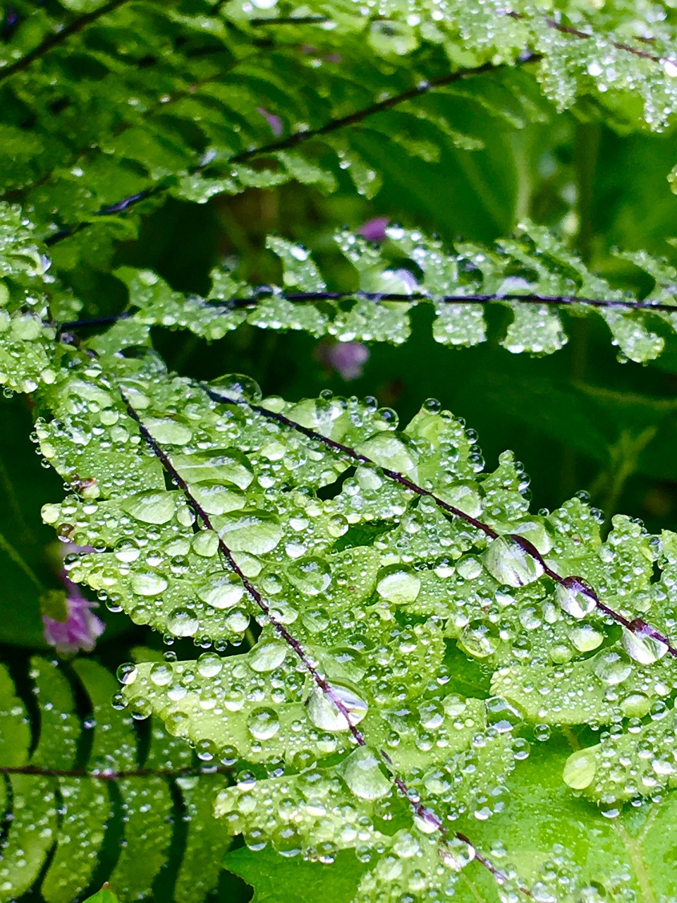 Farn Regen Regentropfen - Kostenloses Foto auf Pixabay - Pixabay
