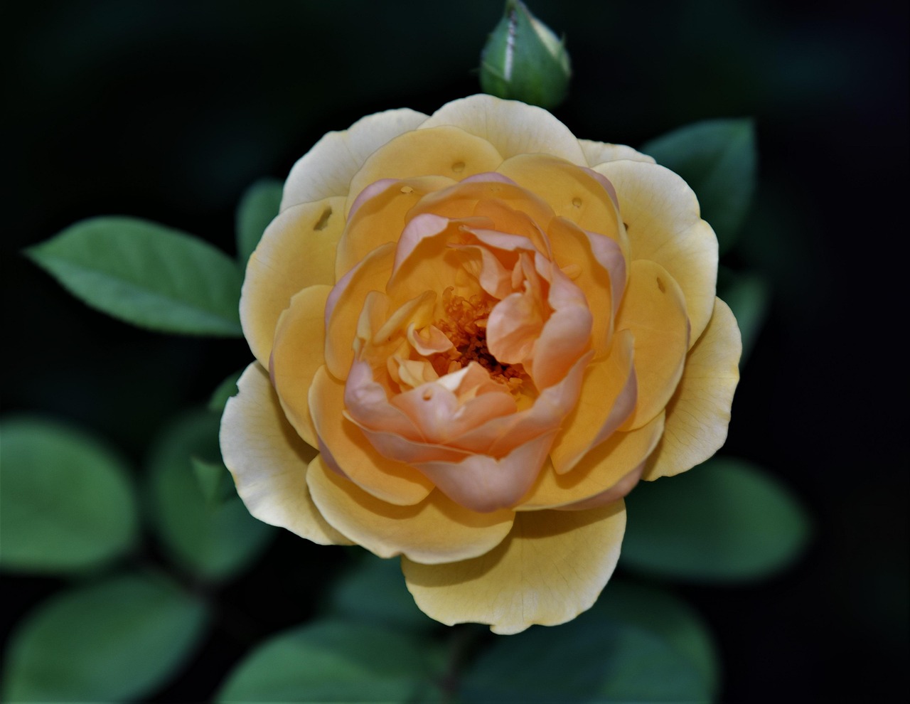 Rosa Amarilla Amarillo Flor - Foto gratis en Pixabay - Pixabay