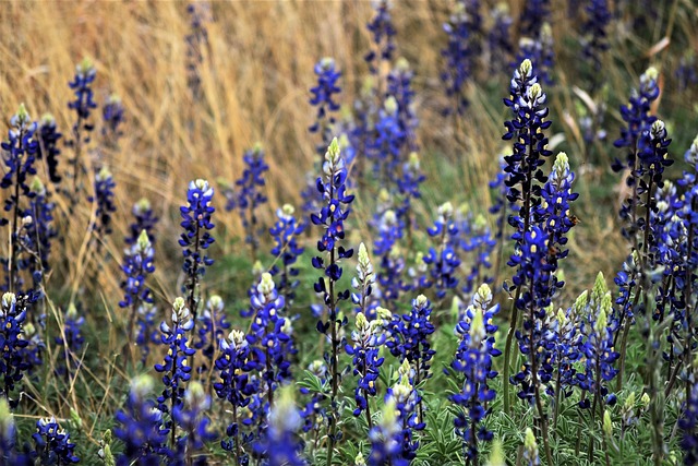 Flowers Bluebonnet Spring - Free photo on Pixabay - Pixabay