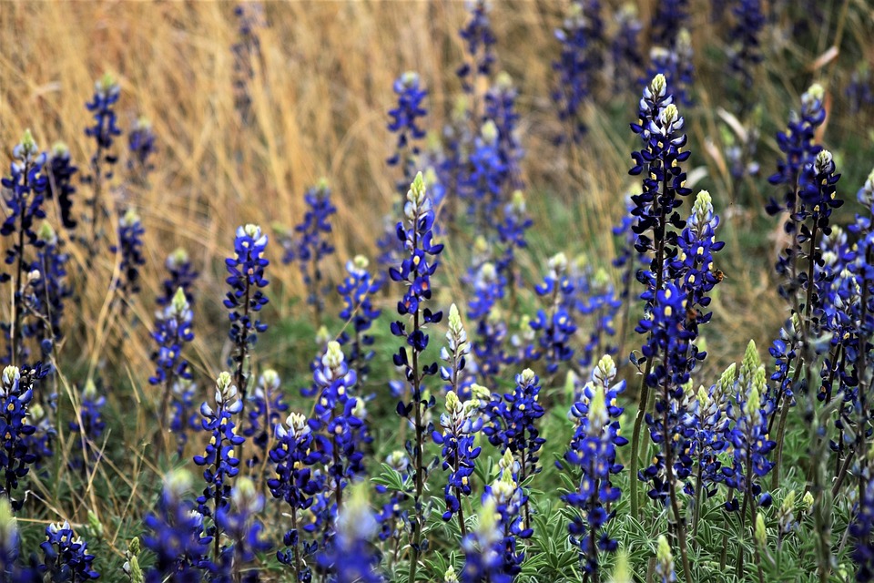 Flowers Bluebonnet Spring - Free photo on Pixabay - Pixabay