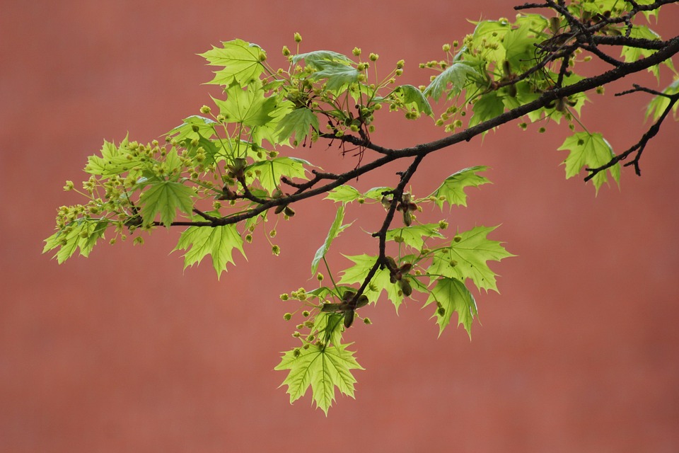 Norway Maple Leaves - Free photo on Pixabay