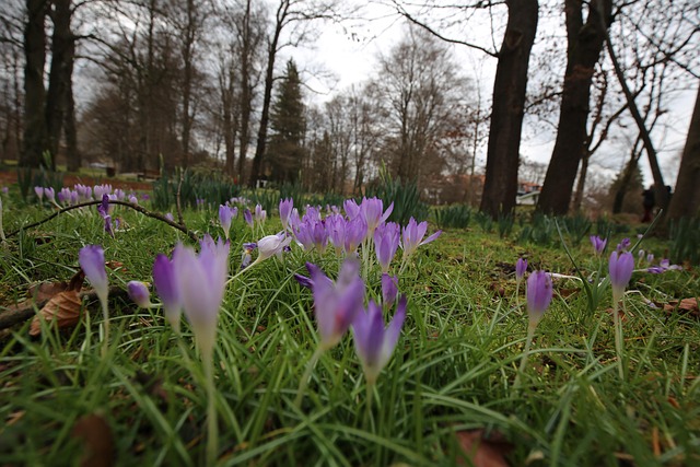 Crocus Le Printemps Prairie - Photo gratuite sur Pixabay - Pixabay