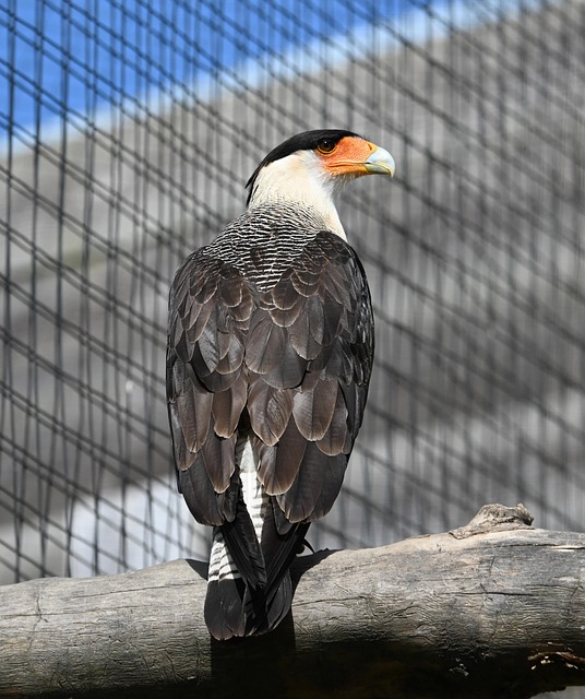 Pájaro Plumaje Pico Naranja - Foto gratis en Pixabay - Pixabay