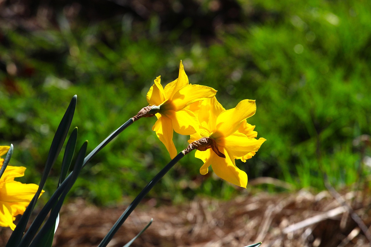 3,000+ Free Daffodils & Nature Images - Pixabay