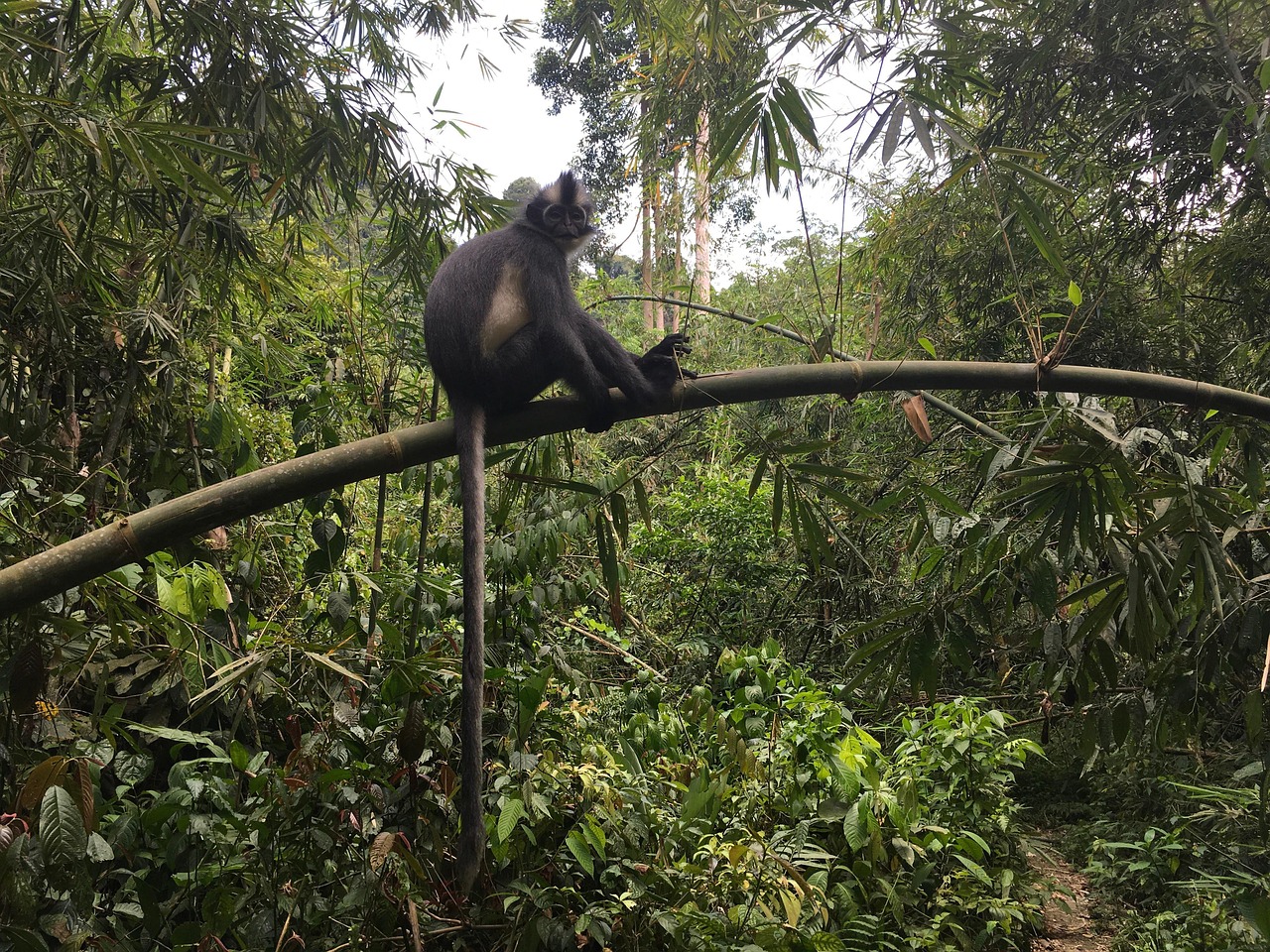 Animal Primate - Free photo on Pixabay - Pixabay