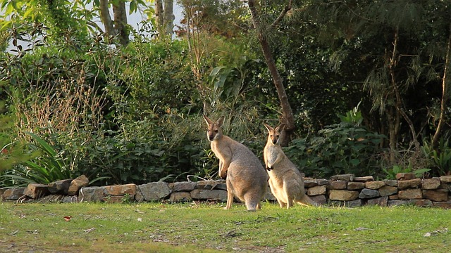 Kangourou Wallaby Australie - Photo gratuite sur Pixabay - Pixabay