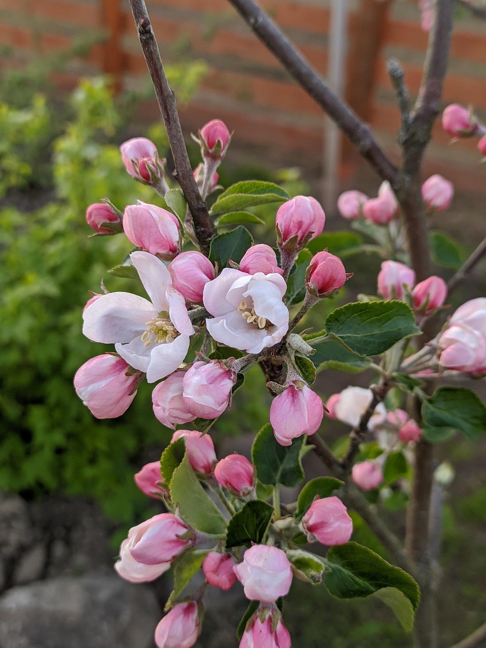 Flowers Plantas Árvore De Maçã - Foto gratuita no Pixabay - Pixabay