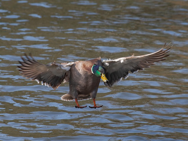 Pássaro Pato Selvagem Voando - Foto gratuita no Pixabay