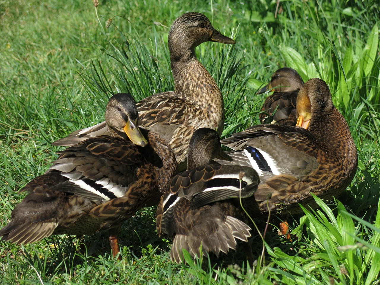 Des Oiseaux Canards Ornithologie - Photo gratuite sur Pixabay