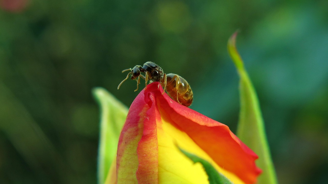 Insect Ant Entomology - Free photo on Pixabay - Pixabay