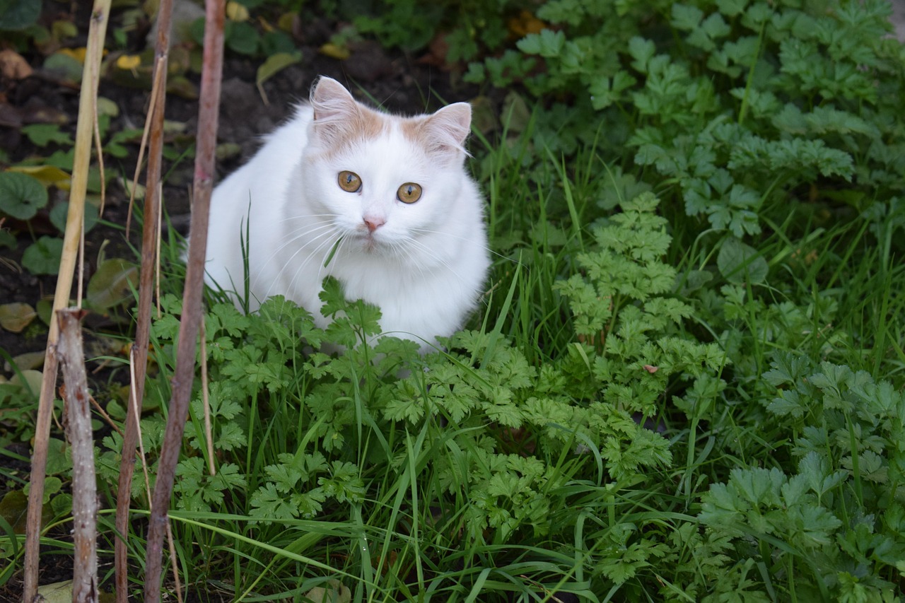 Animal Cat Fourrure - Photo gratuite sur Pixabay - Pixabay