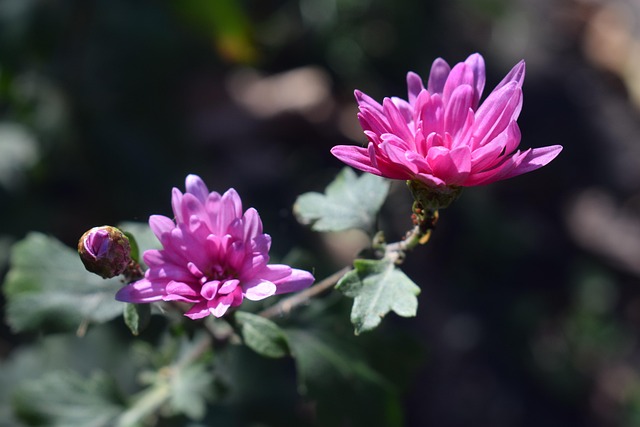 Flower Chrysanthemum Nature - Free photo on Pixabay
