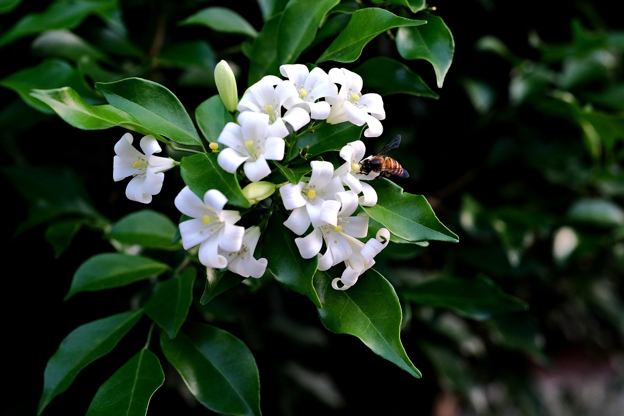 Flower Murraya Paniculata Flora - Free photo on Pixabay - Pixabay