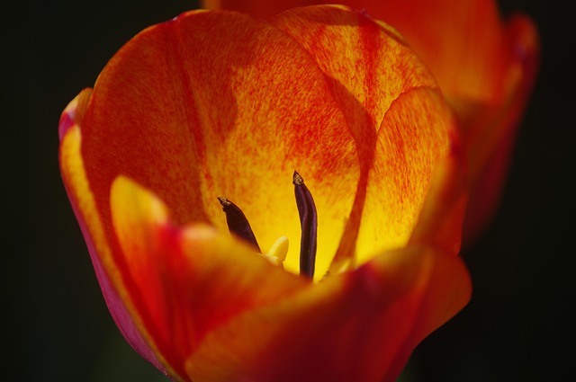 Tulipe Fleur Plantes Orange - Photo gratuite sur Pixabay - Pixabay