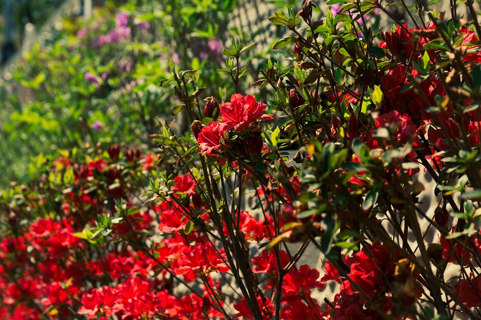 Fleurs Rouges Sauvages - Photo gratuite sur Pixabay - Pixabay